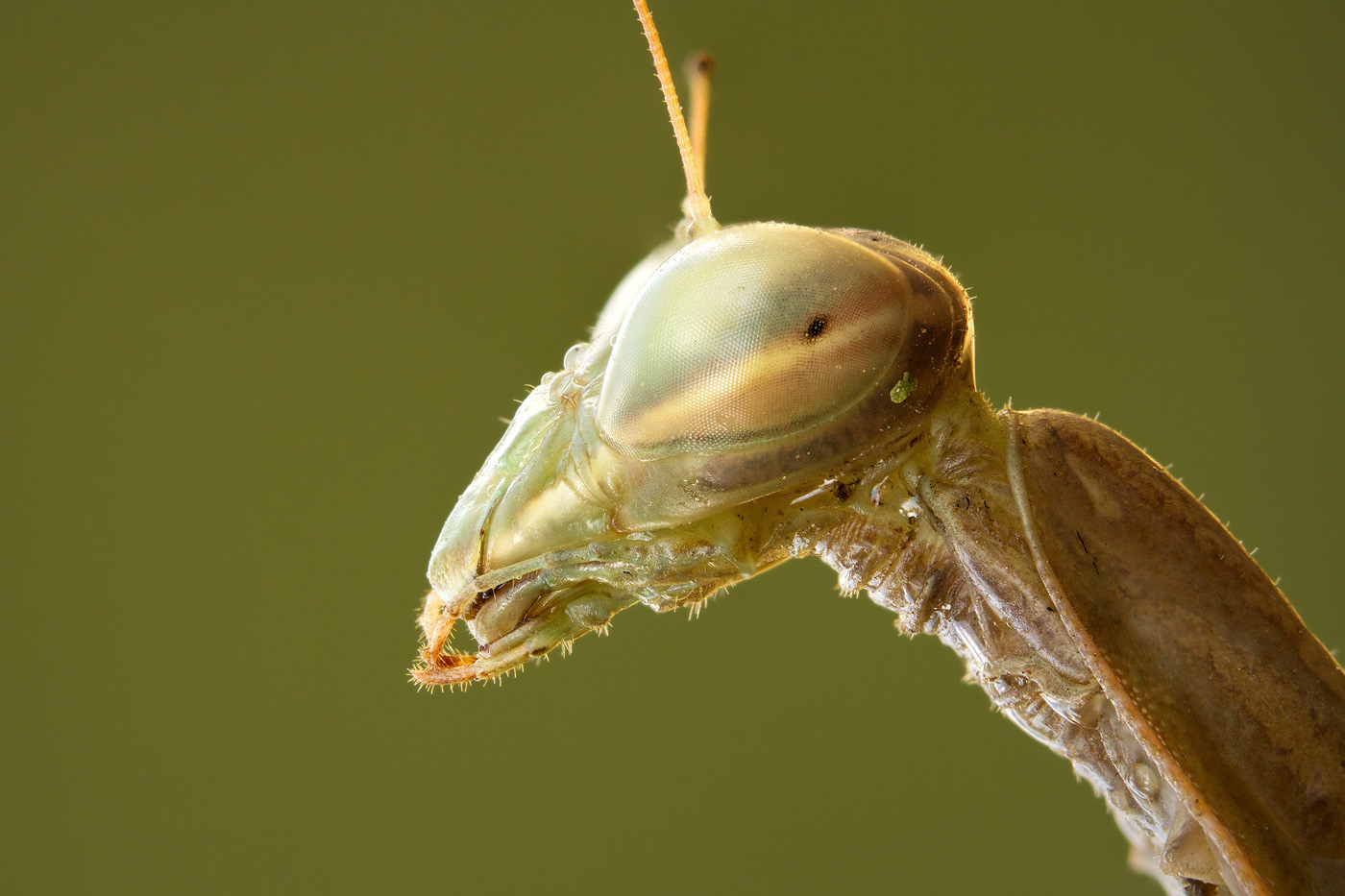 Religious, portrait of a beautiful species called Mantis religiosa ...