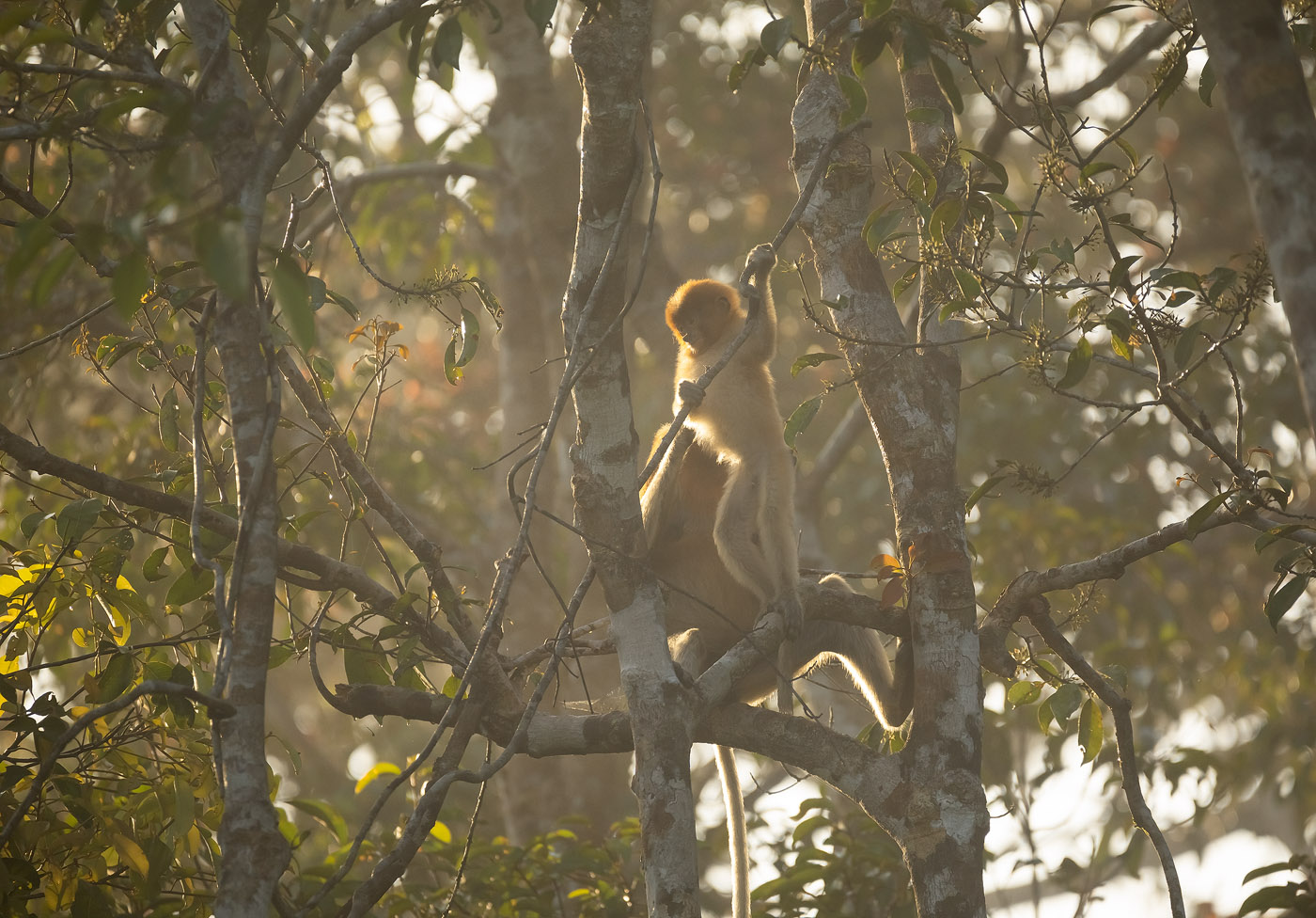 Pinocchio - This young proboscis monkey just wants to be a real boy ...
