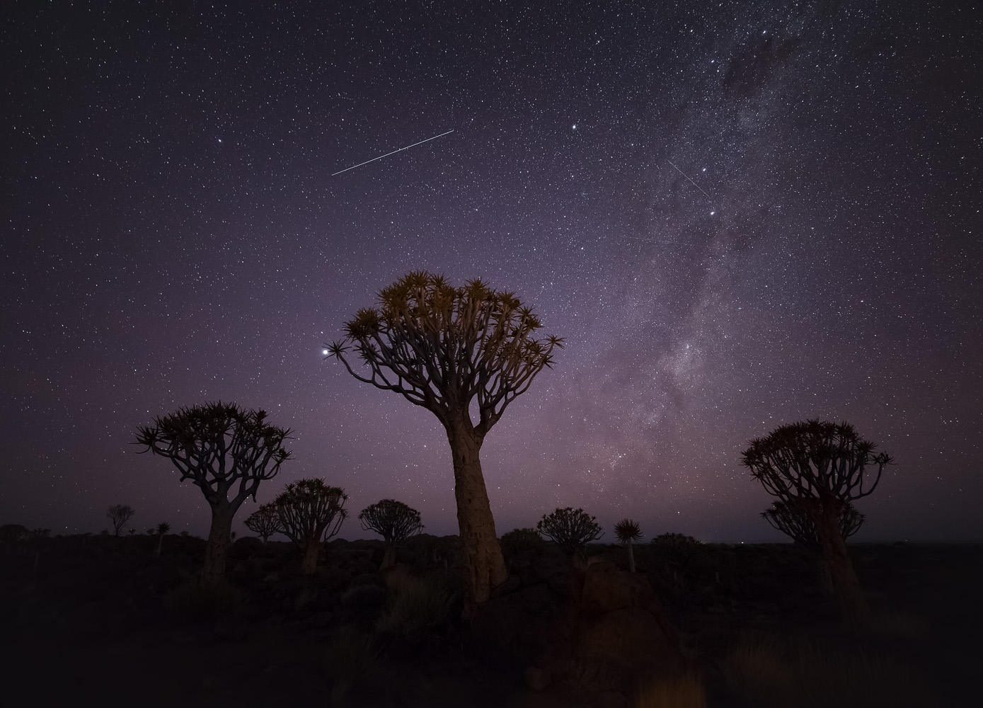 Upon a Star - Shooting stars adorn the night sky above quiver trees ...