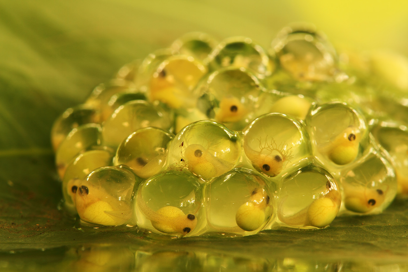 Caviar, embryos, eggs, tadpoles, red eyed tree frog, Boca Del Drago ...