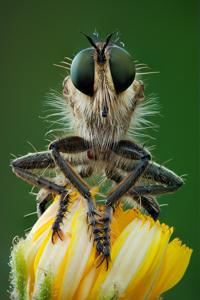 Bad Hair Day, A very hairy species of robber fly, hunter, predator ...