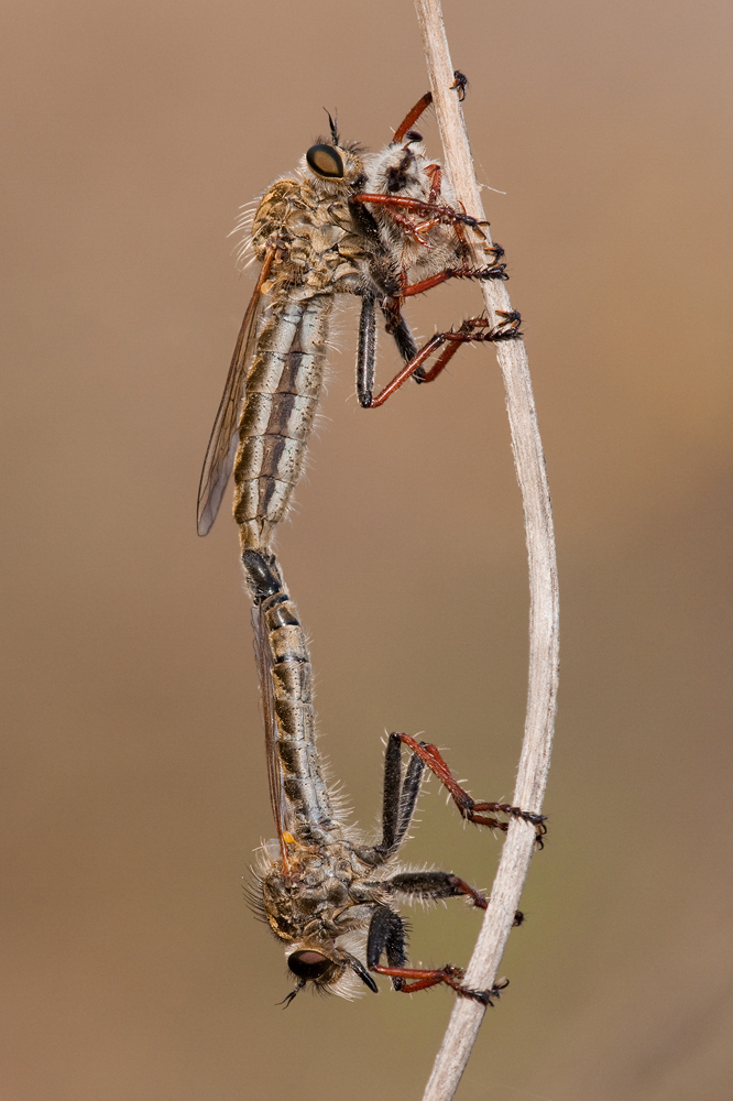 Food and Sex, Robber fly precarious mating, male often waits for the ...