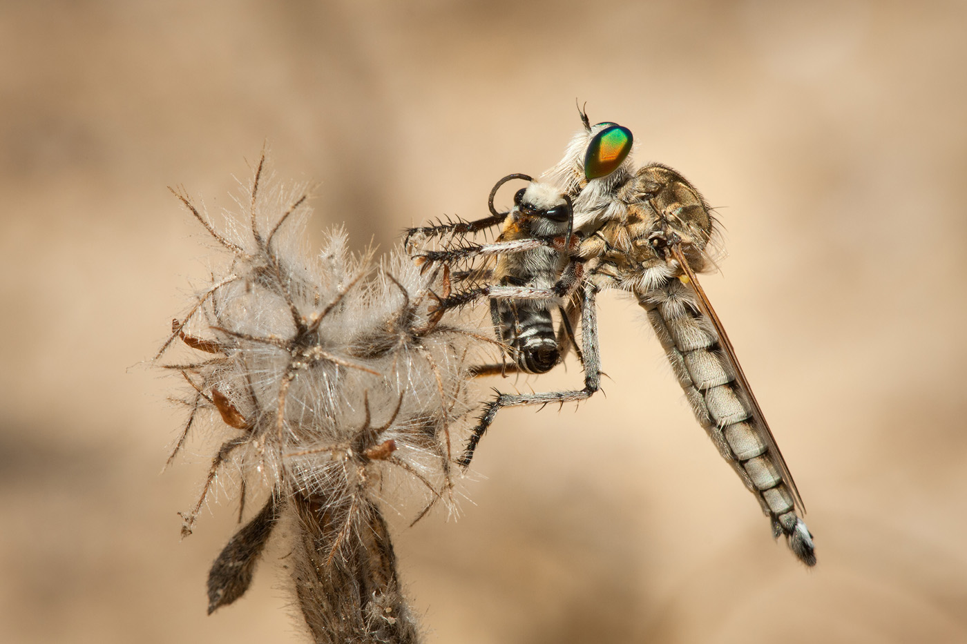 I Love Bees, behemoth robber fly specializes in hunting species of bees ...