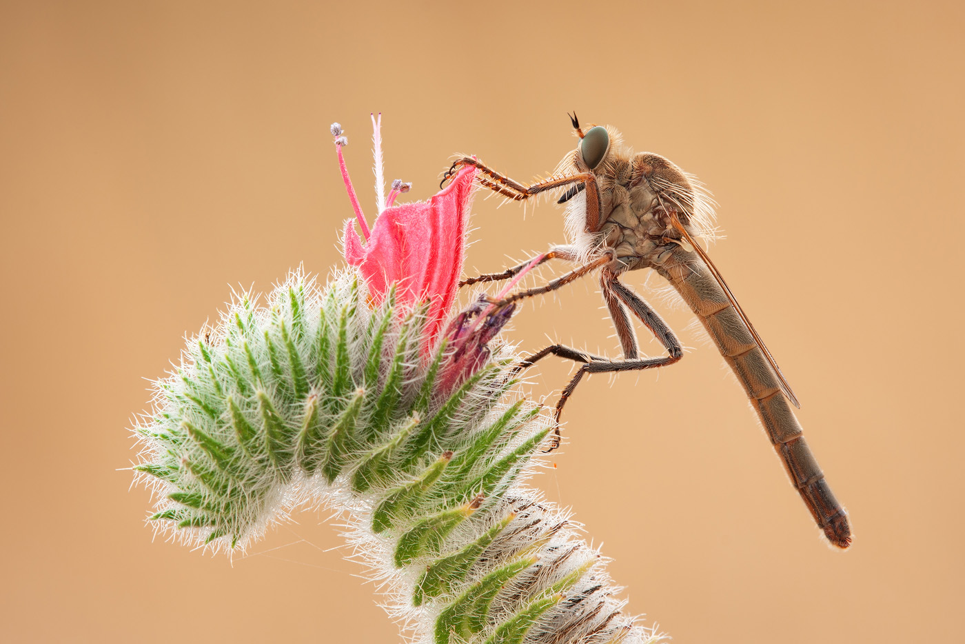 The Big Kahuna, huge cooperative robber fly, eyes, natural light macro ...