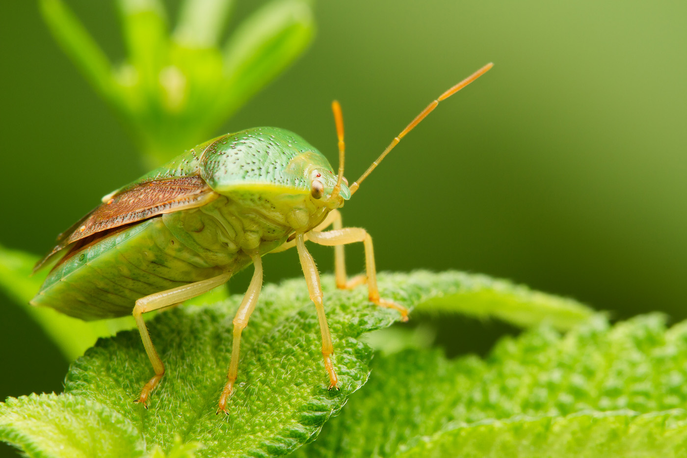 Green Day, beautiful shield bug, blending into its environment, Boquete ...
