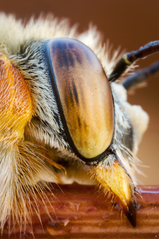 Pilot Goggles, forest, macro, solitary bee, wildlife