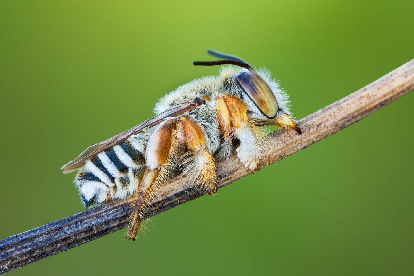 Sleeping Beauty, solitary bee, spend the night clinging to a branch ...