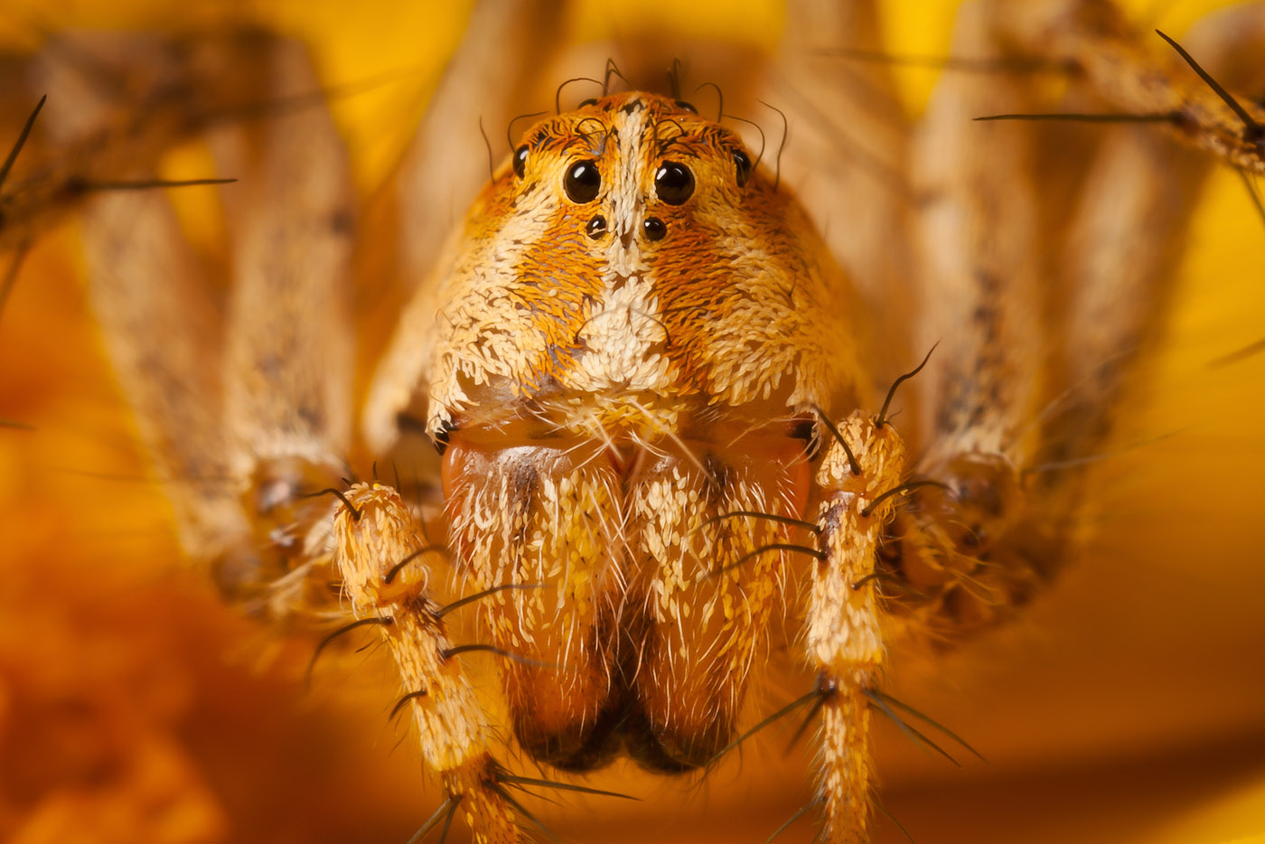 The Ginger Menace, A close portrait of a pretty menacing spider ...