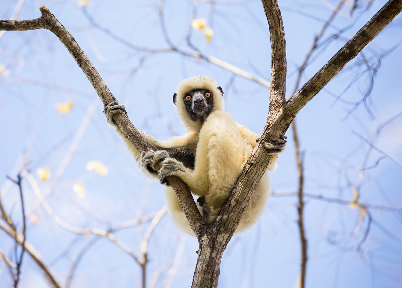 Sky Throne - A Decken's Sifaka perched high in the trees - Tsingy De ...
