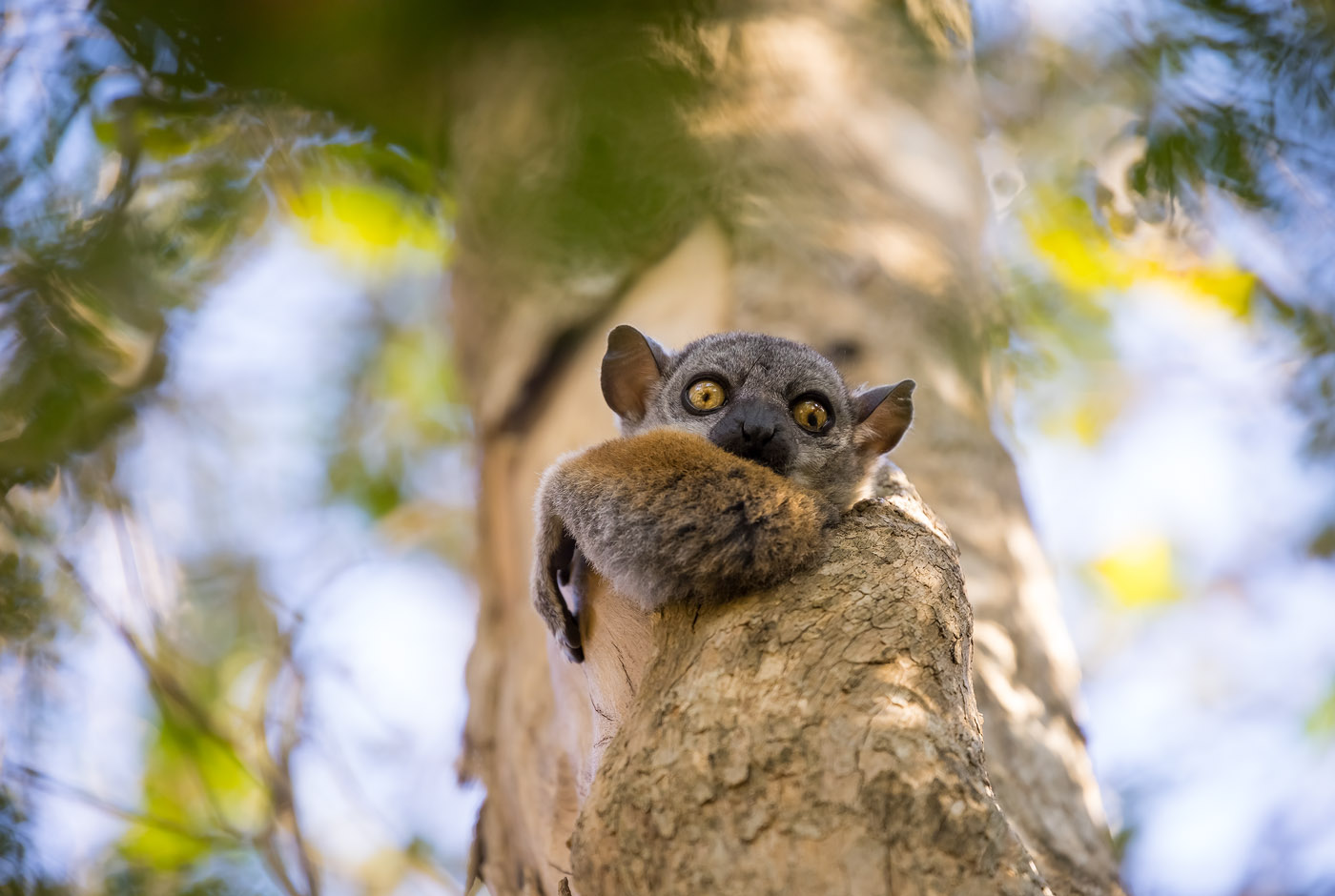 Truck Driver - A funny pose struck by a sportive lemur - Tsingy De ...
