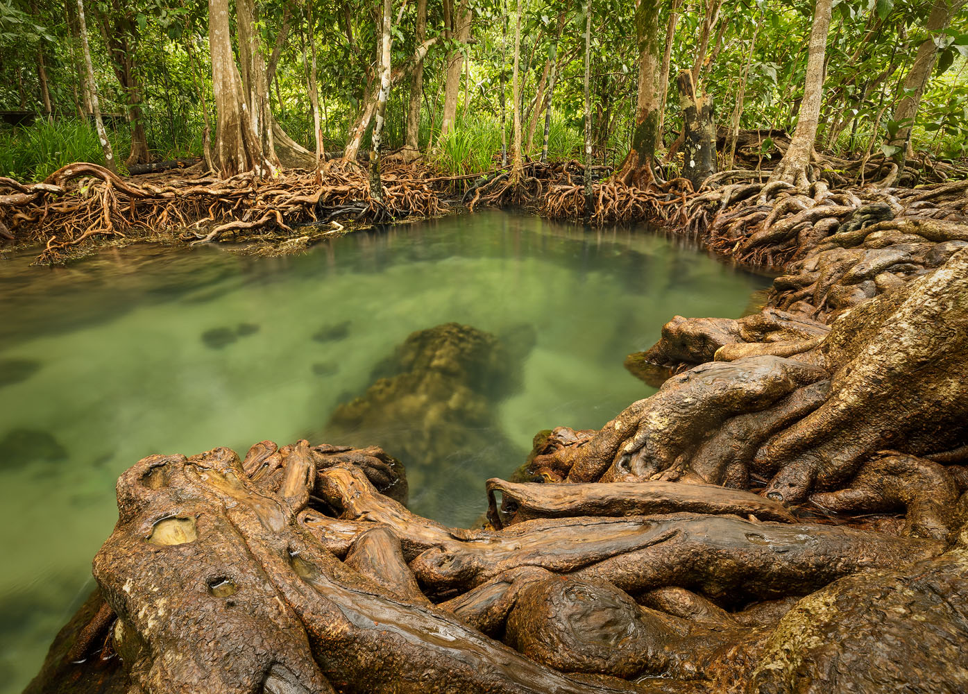 Mangrove Bay - Beautiful mangrove trees in Tha Pom Klong Song Nam ...