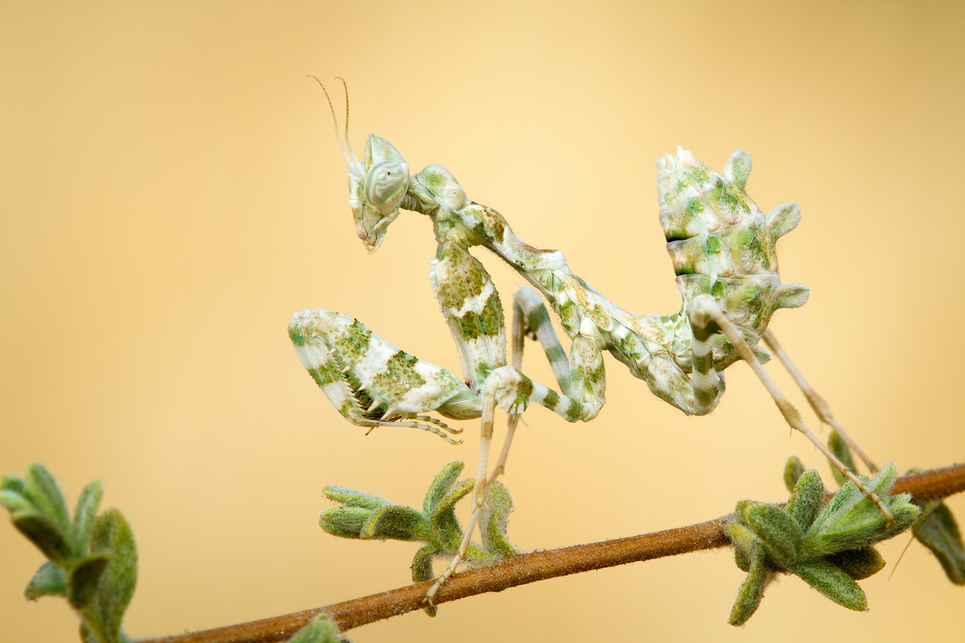 Green Ninja, Thistle mantis Blepharopsis mendica nymph, larva, soft ...