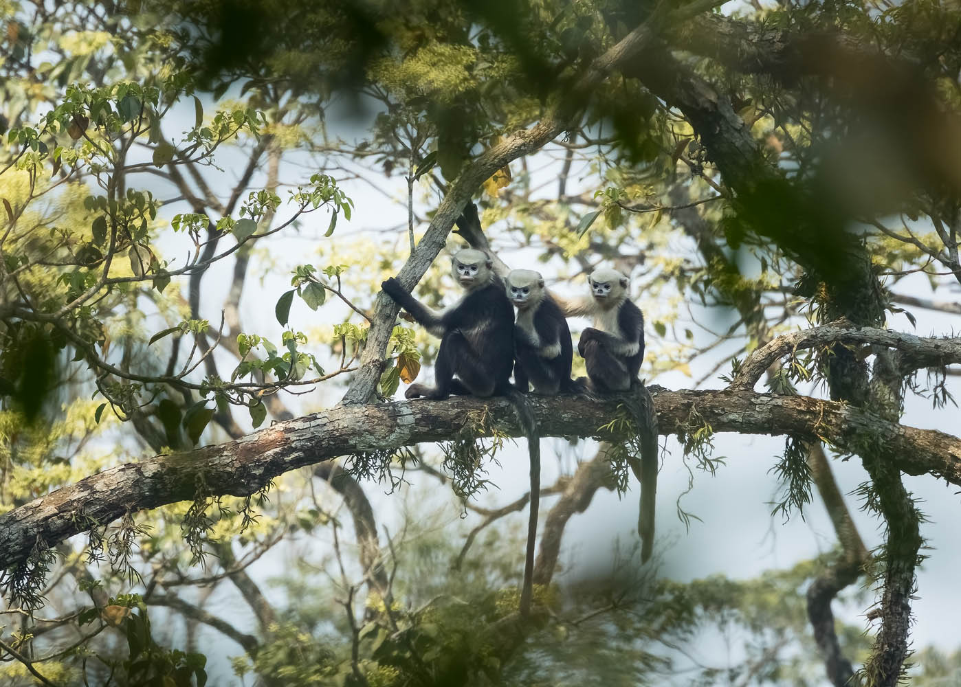 Choo Choo Train - Tonkin snub-nosed monkeys riding the tree train ...