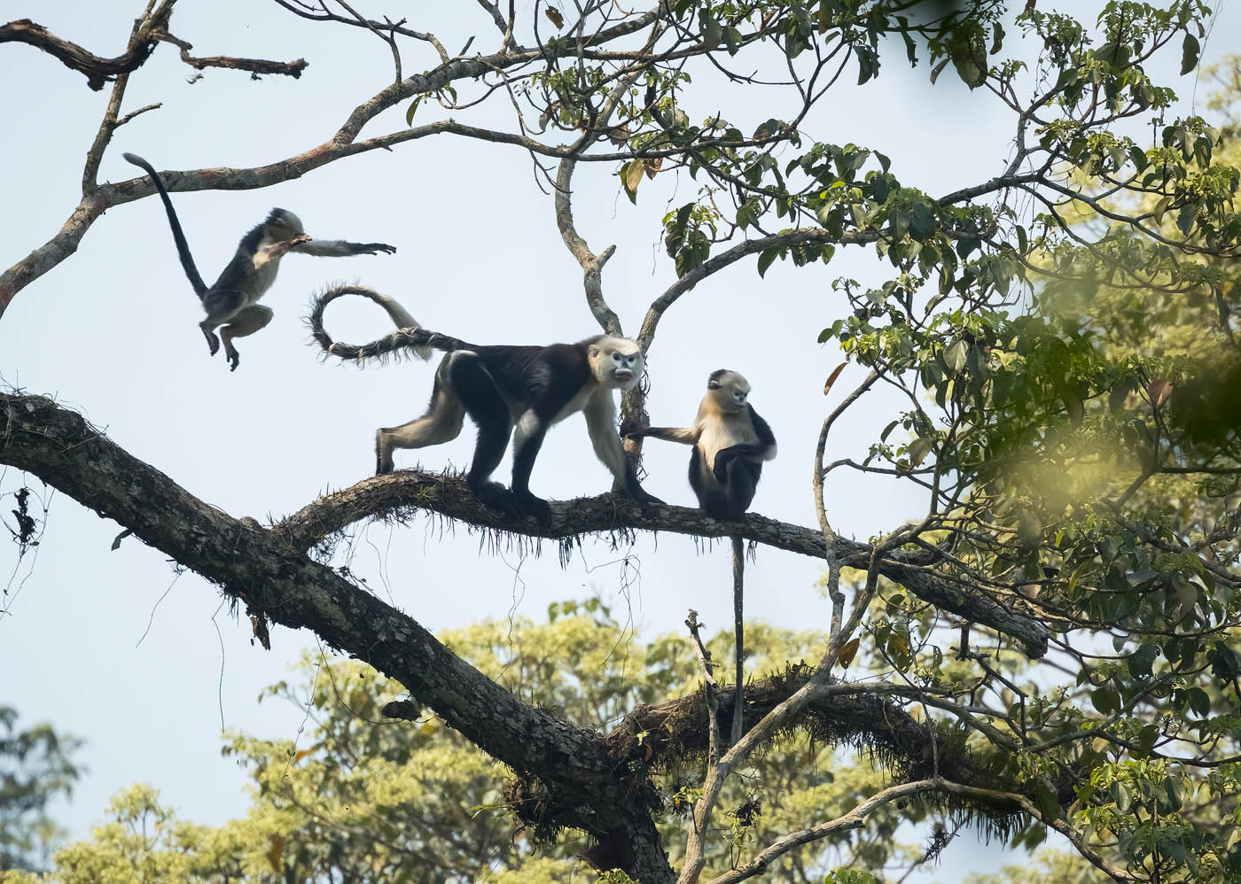 Khao Ca Traverse - Tonkin snub nosed monkeys traverse the dense caonpy ...