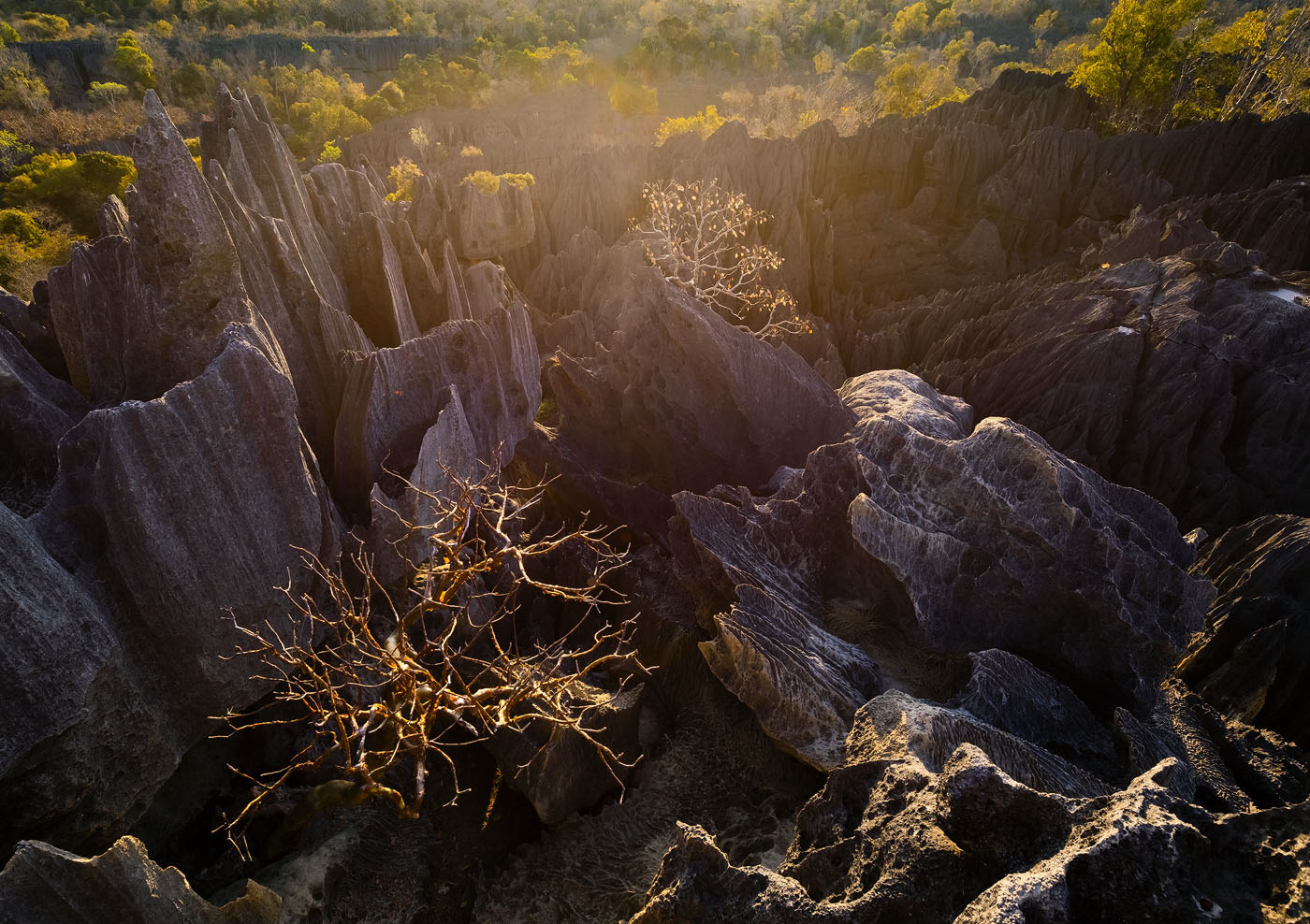 Grey and Gold - The typical landscape of Tsingy De Bemaraha national ...