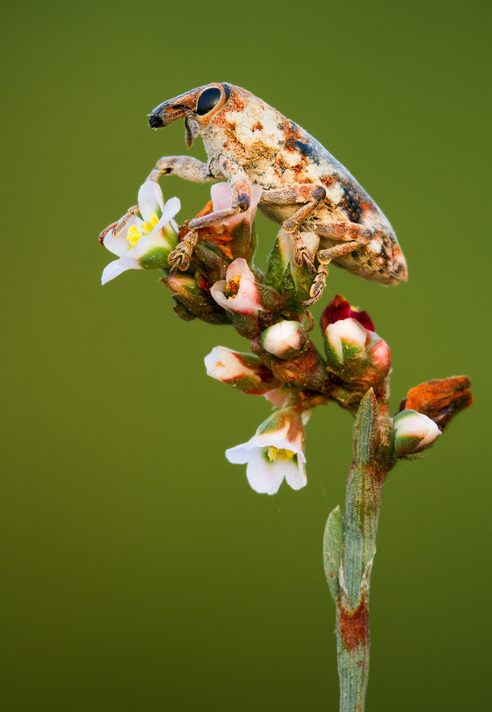 The Guardian, cute weevil guarding flower, macro, wildlife, nature ...