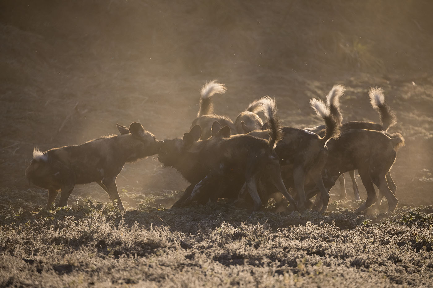 White Tails - A pack of wild dogs hunts a buffalo calf - Lower Zambezi ...